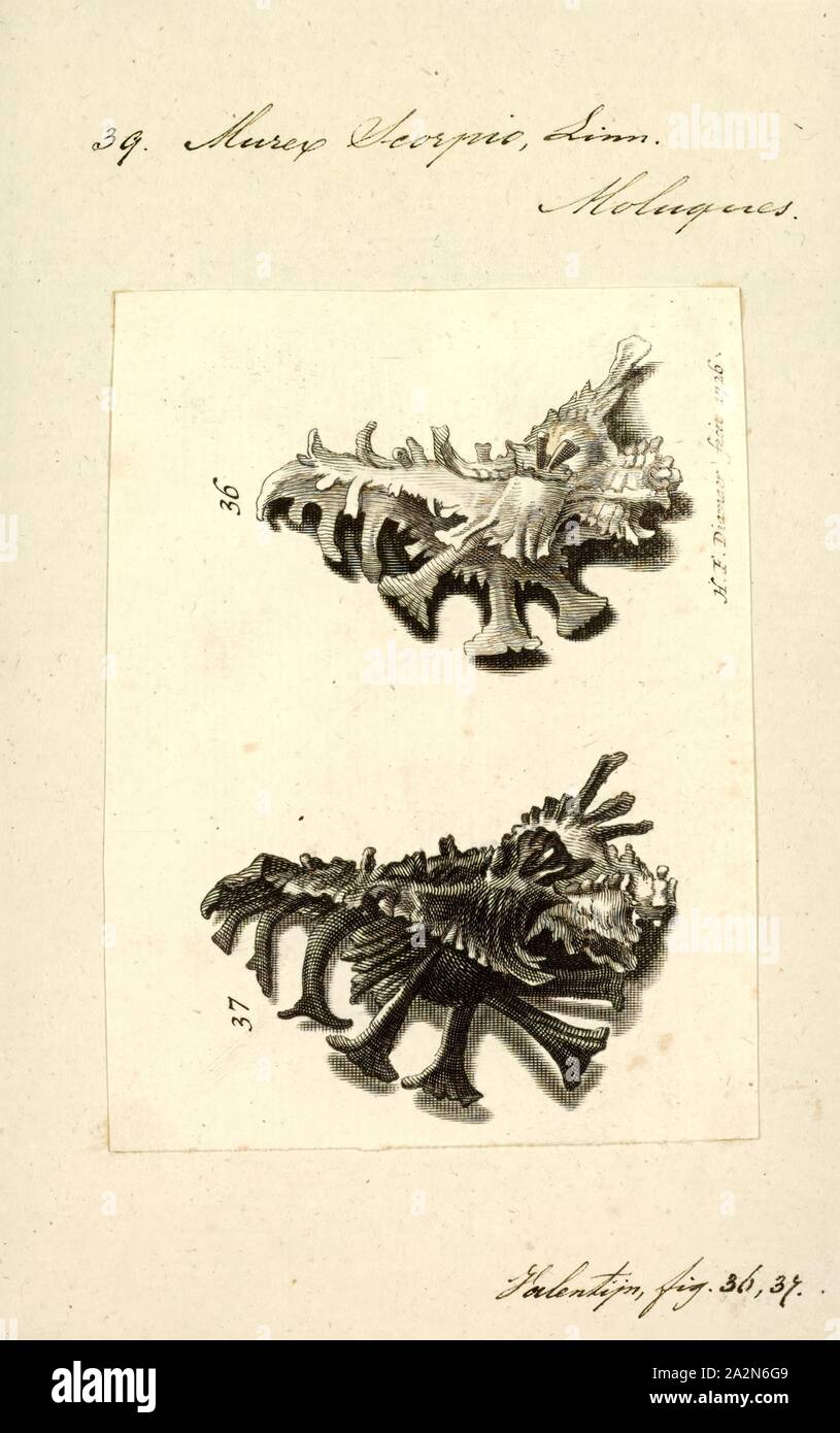 Murex scorpio hi-res stock photography and images - Alamy