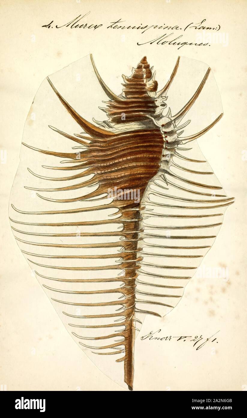 Murex tenuispina, Print, Murex is a genus of medium to large sized ...