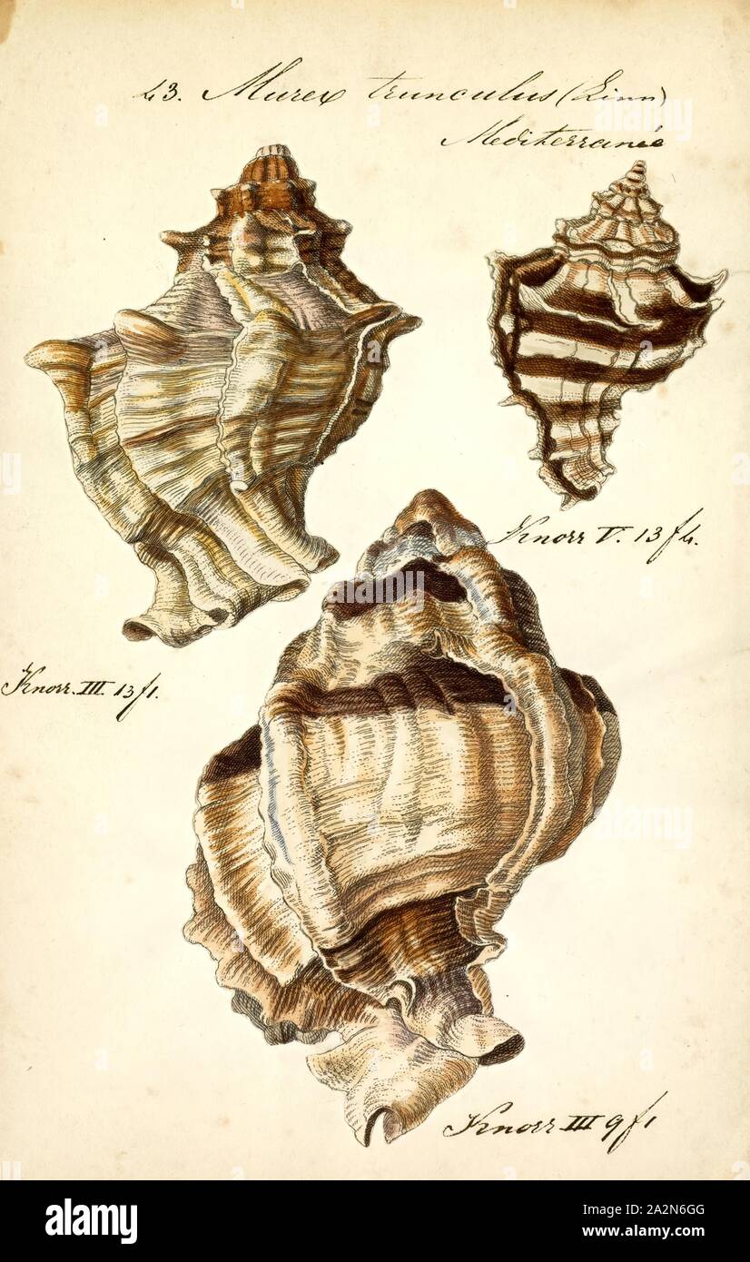 Murex hexaplex trunculus hi-res stock photography and images - Alamy