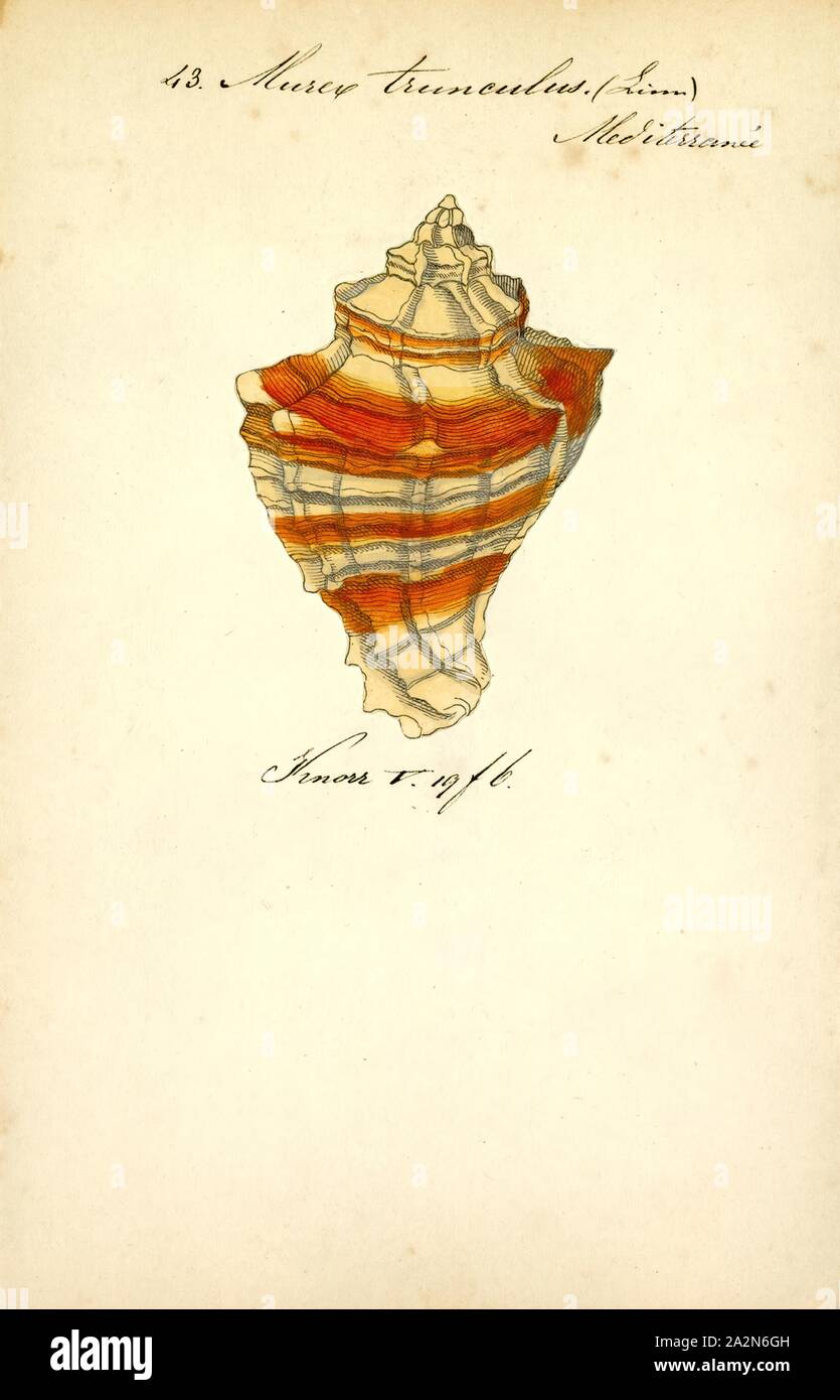 Murex trunculus, Print, Hexaplex trunculus (also known as Murex ...