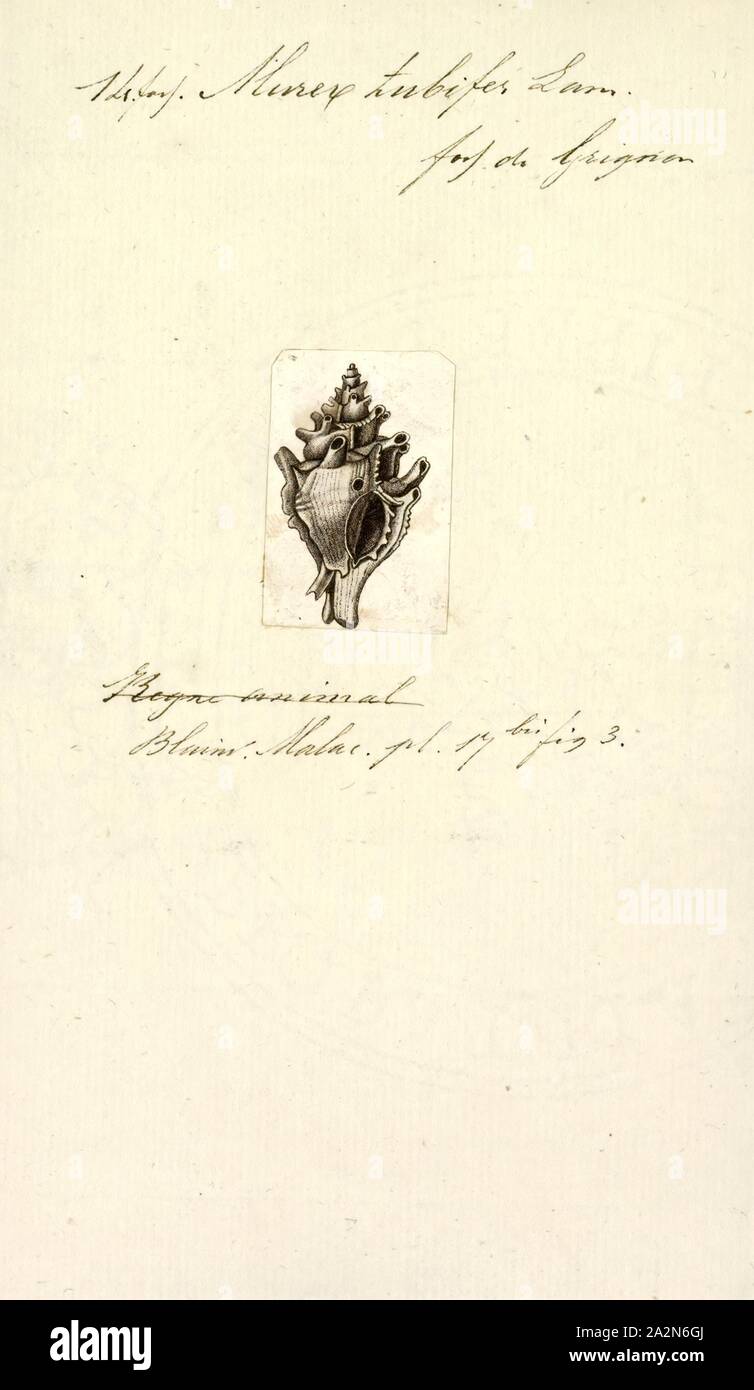 Murex tubifer, Print, Murex is a genus of medium to large sized ...