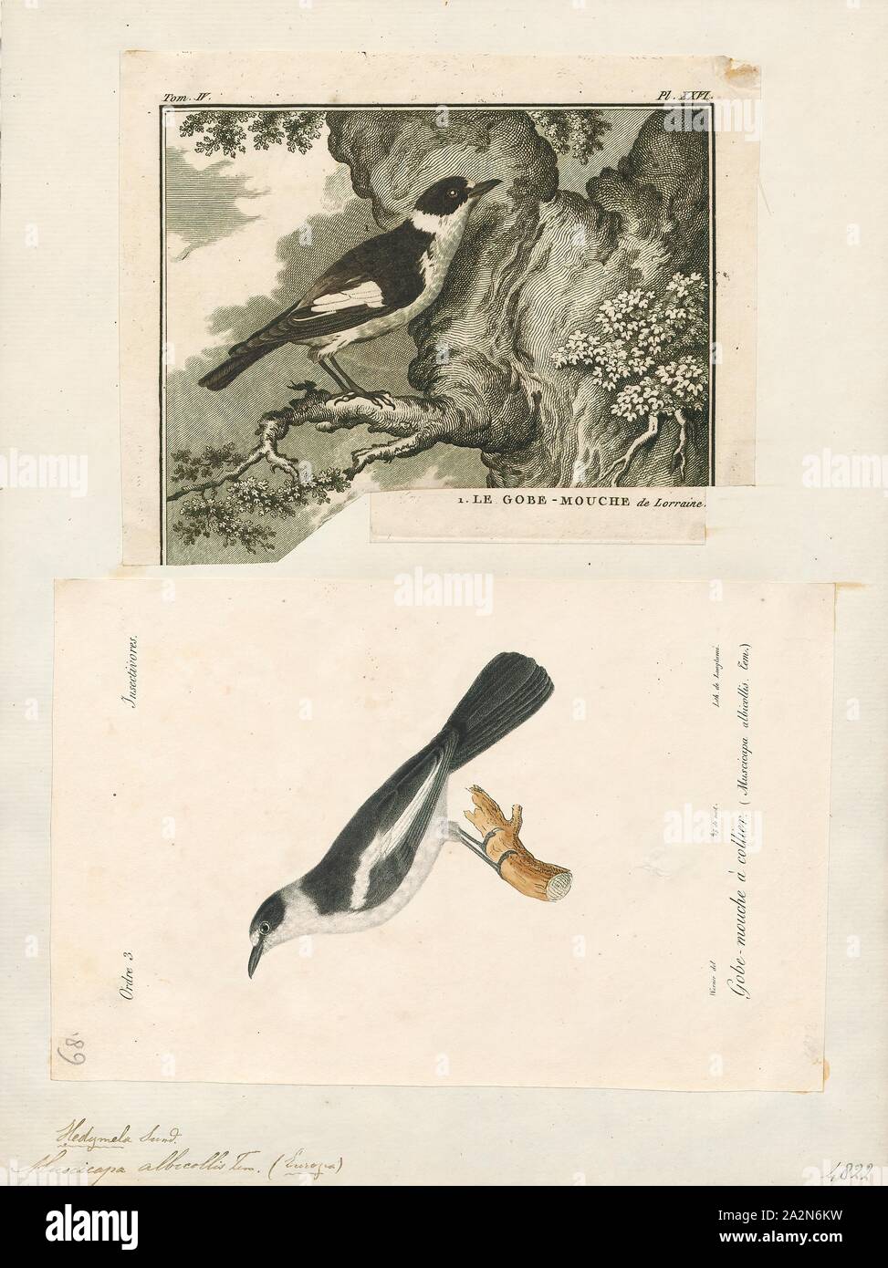 Muscicapa collaris, Print, Muscicapa is a genus of passerine birds ...