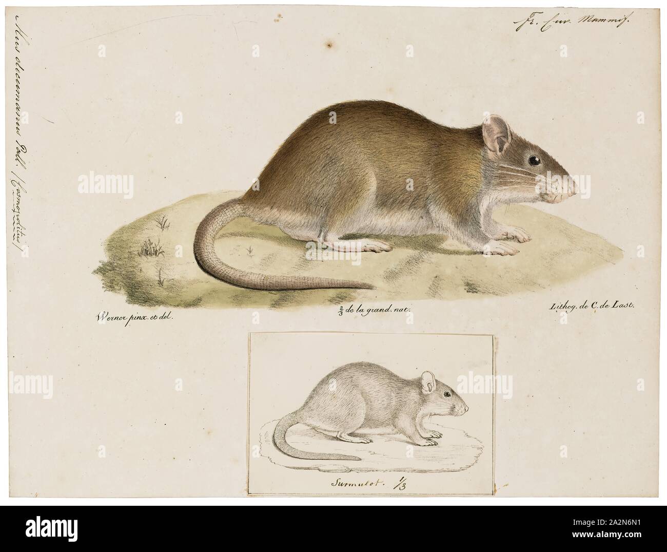 Mus Decumanus High Resolution Stock Photography and Images - Alamy