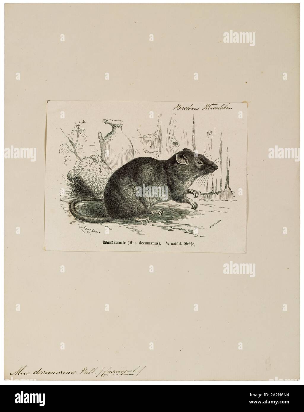 Mus decumanus hi-res stock photography and images - Alamy