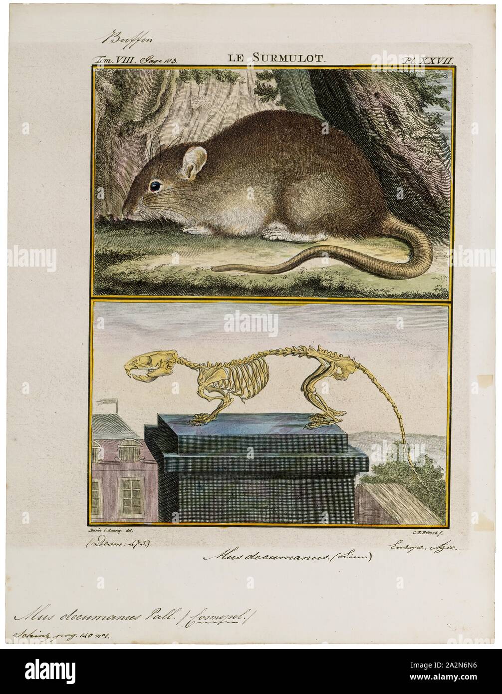 The decumanus Cut Out Stock Images & Pictures - Alamy