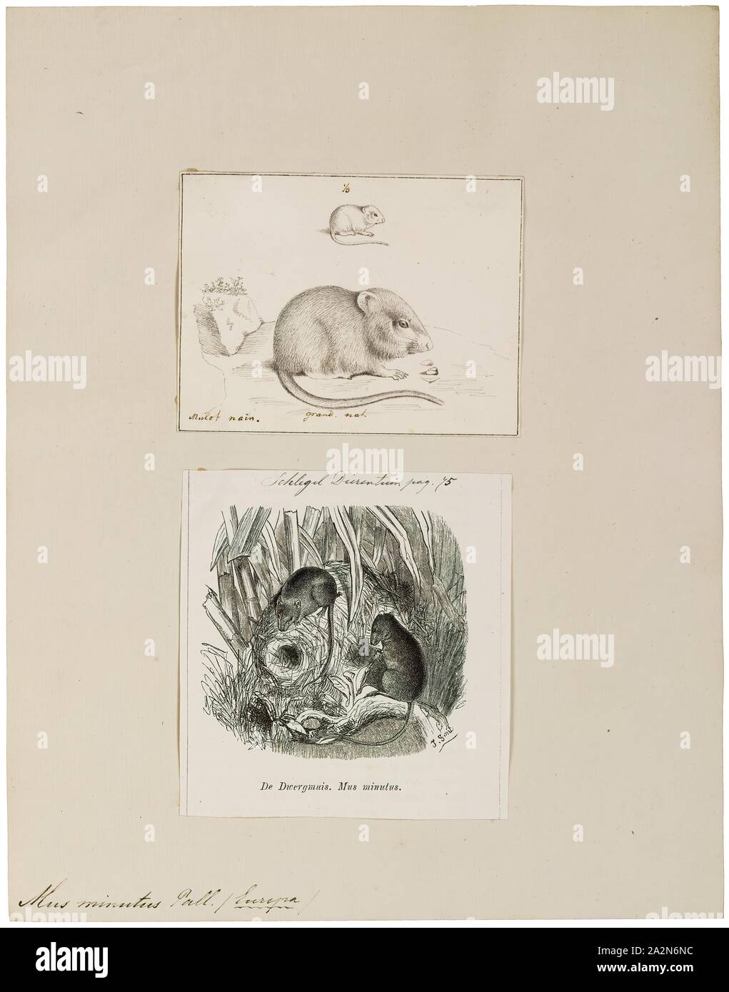 Minutus Cut Out Stock Images & Pictures - Alamy