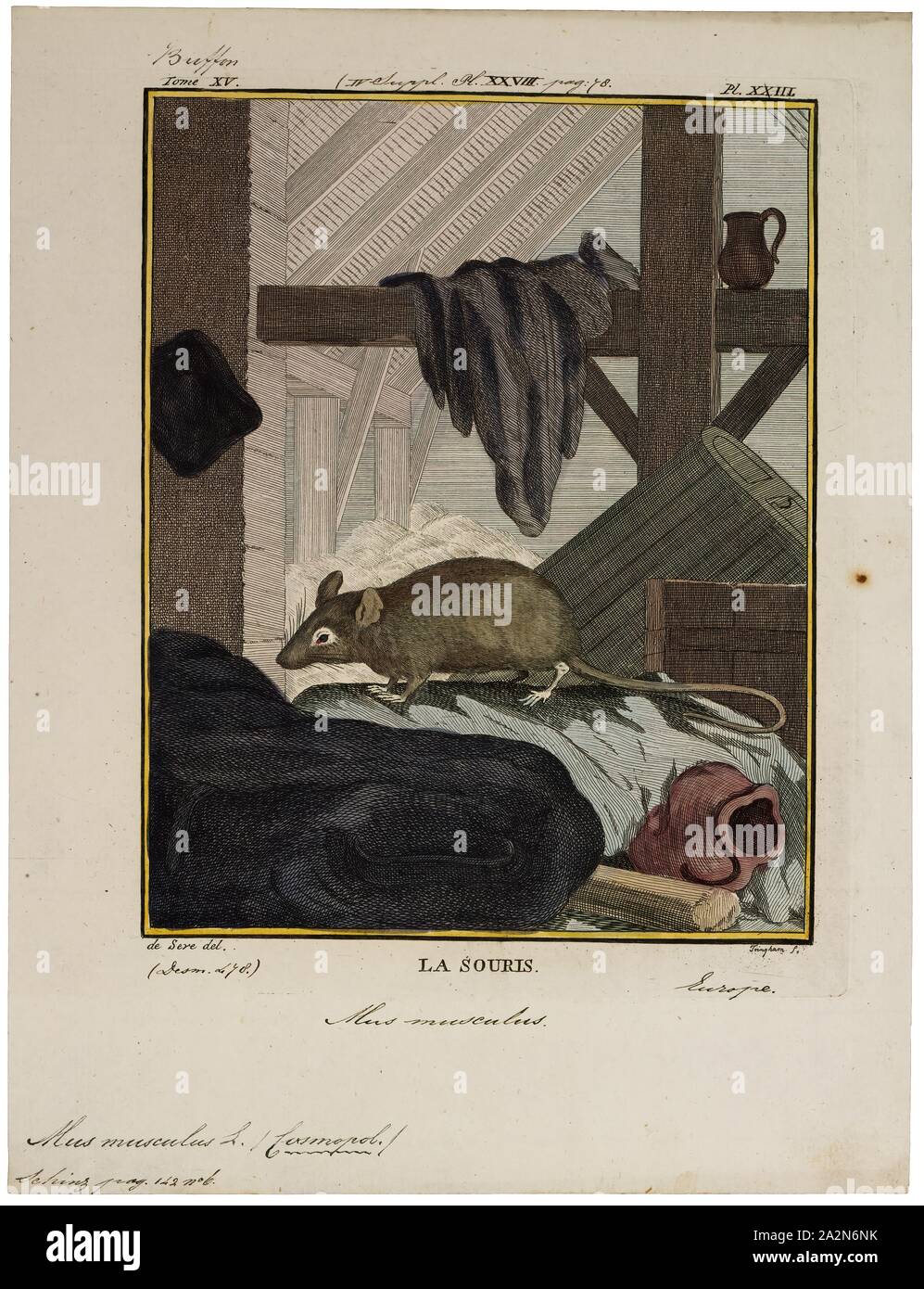 Mus musculus, Print, The house mouse (Mus musculus) is a small mammal ...