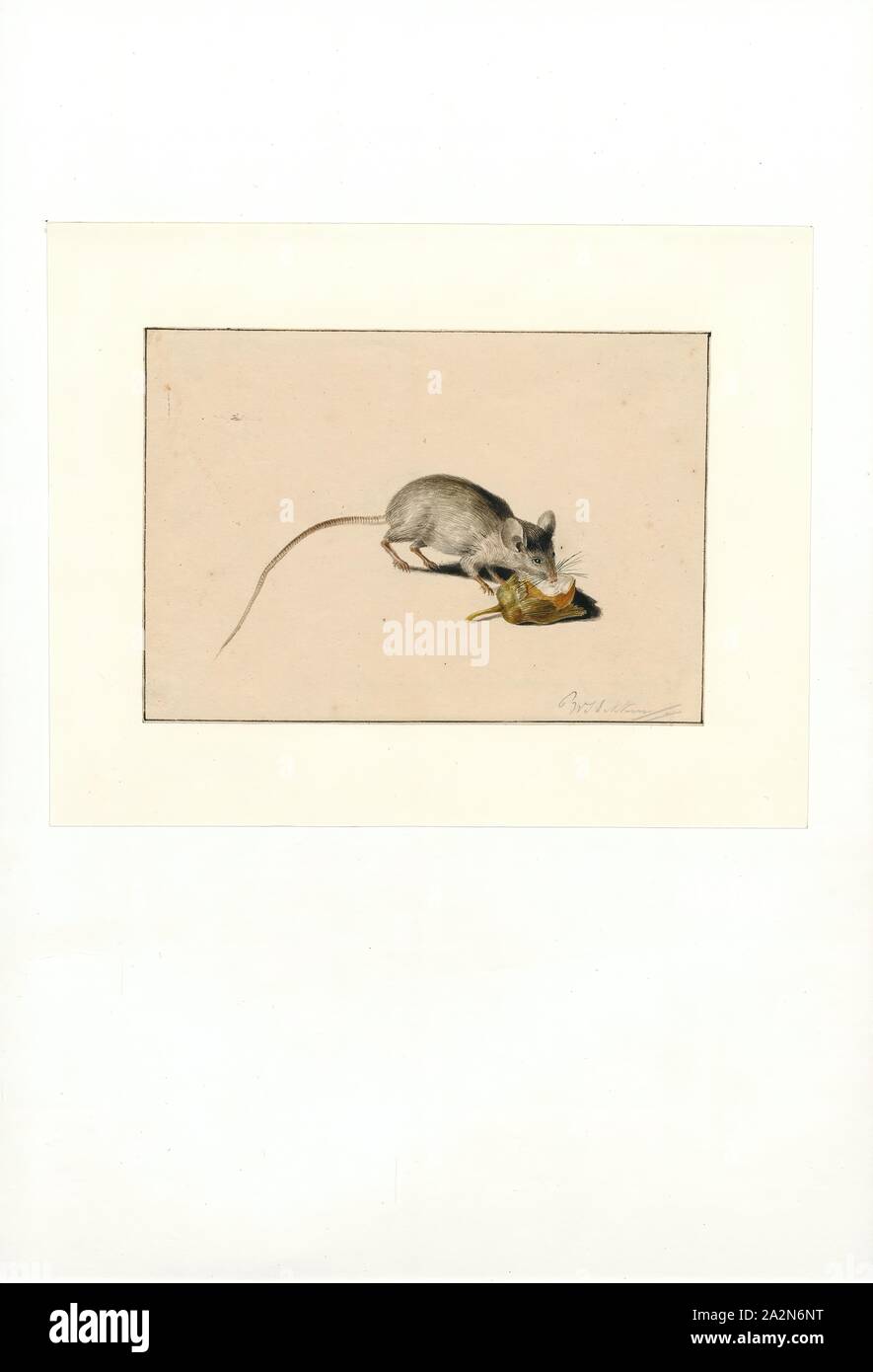 Mus musculus, Print, The house mouse (Mus musculus) is a small mammal ...