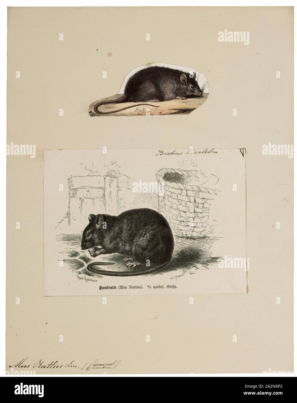 1700 1880 Cut Out Stock Images & Pictures - Alamy