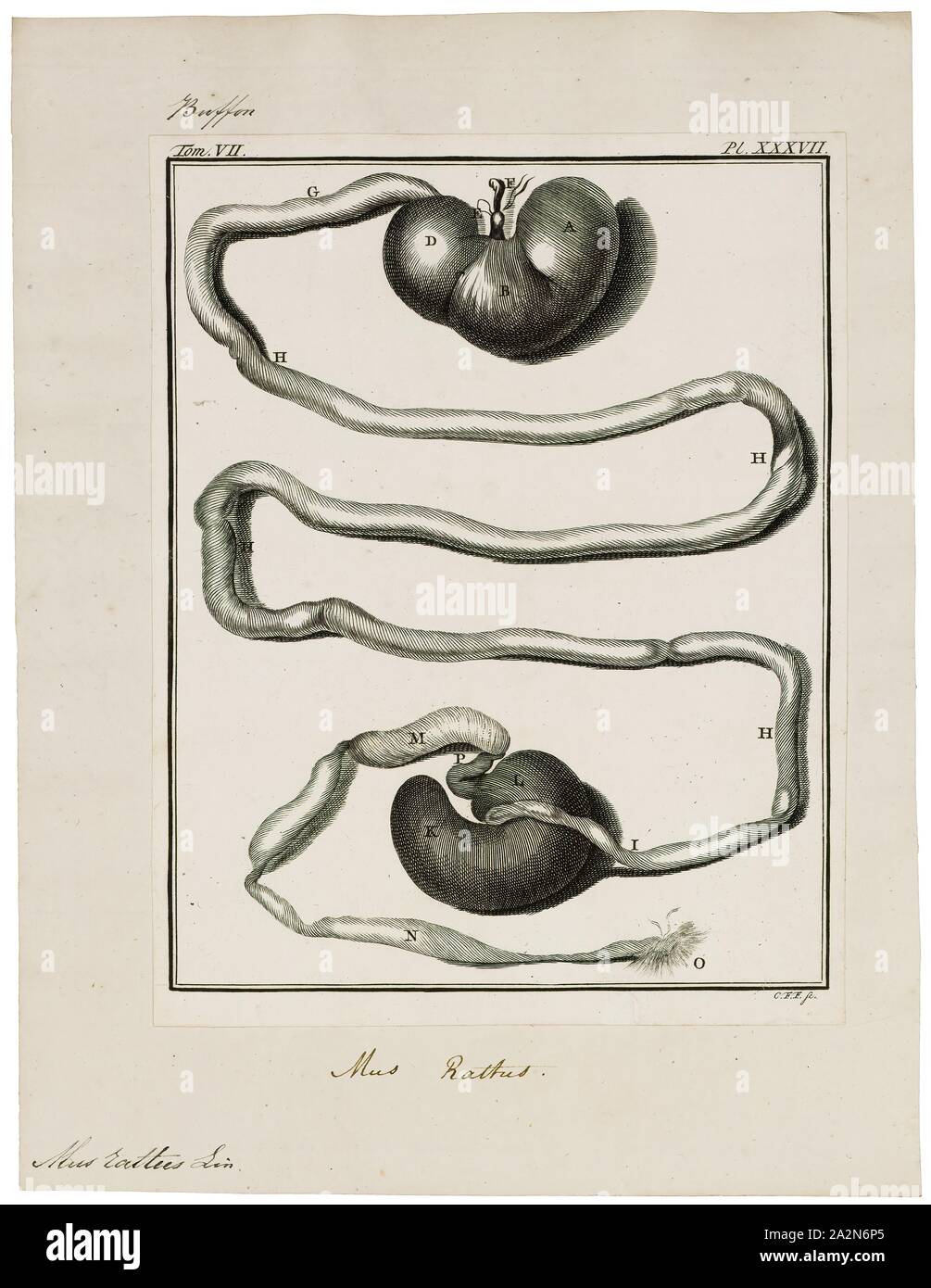 Mus rattus, Print, intestines Stock Photo - Alamy