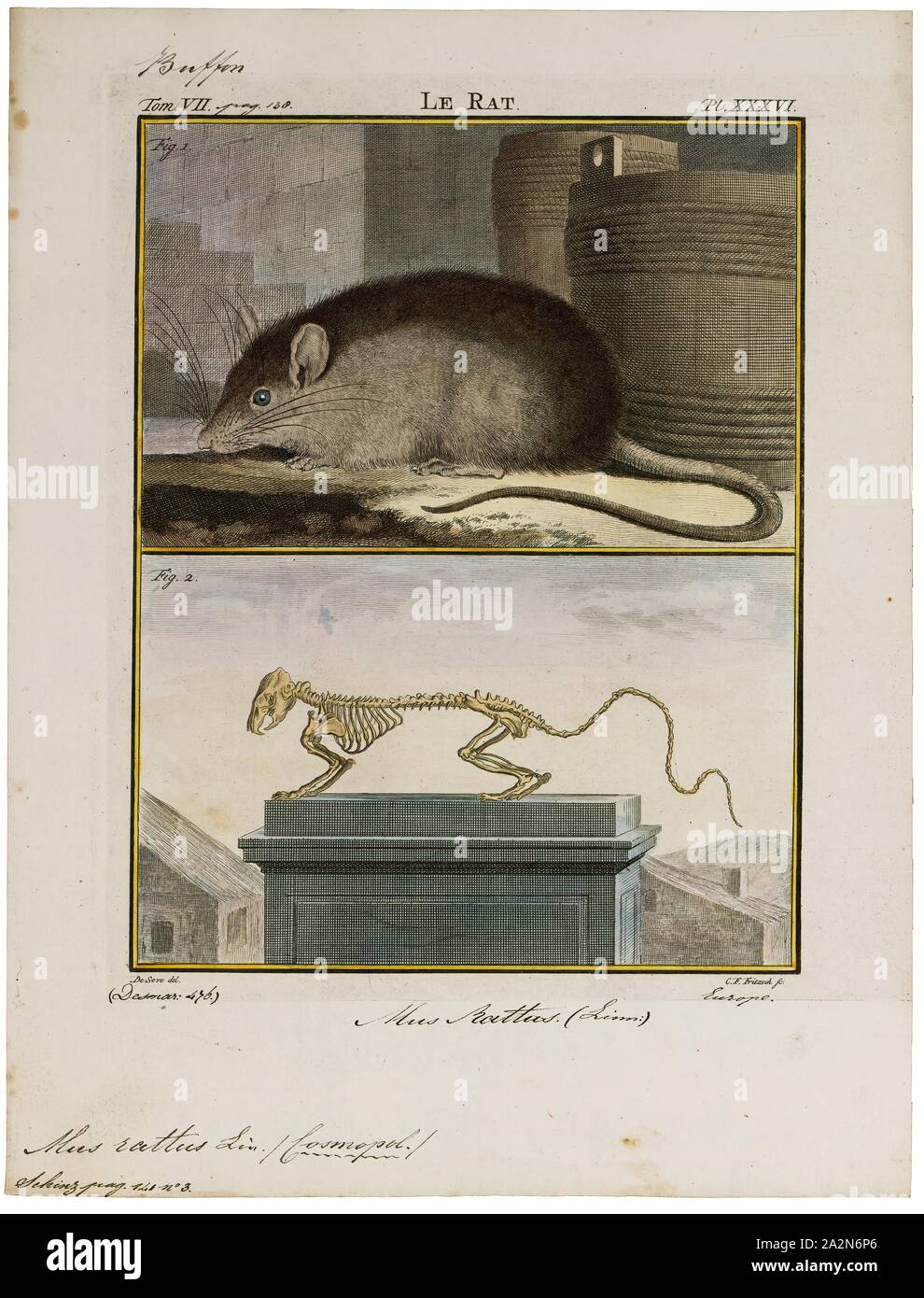 Mus rattus, Print, with skeleton Stock Photo - Alamy