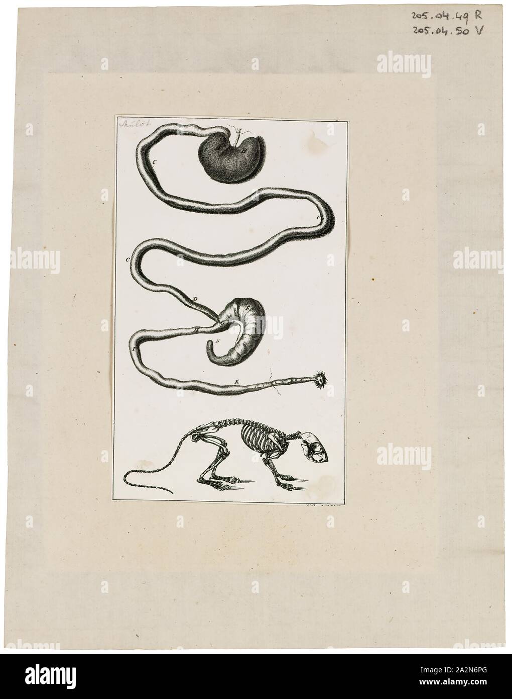 Mus sylvaticus, Print, intestines and skeleton Stock Photo - Alamy