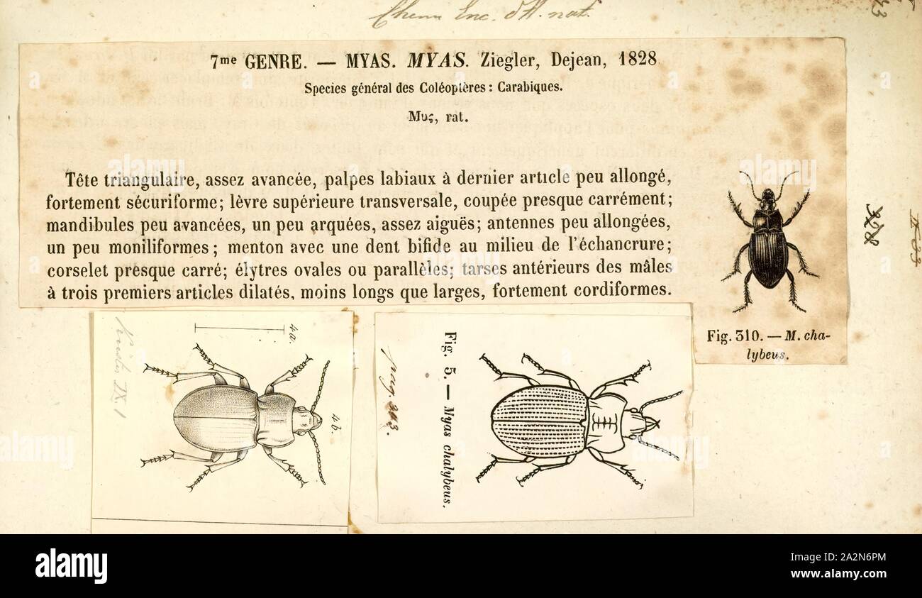 Myas hi-res stock photography and images - Alamy