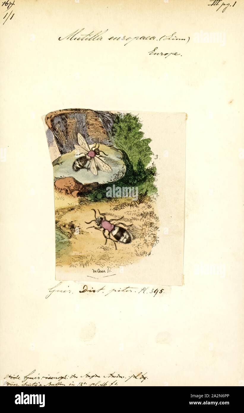 Family mutillidae hi-res stock photography and images - Alamy