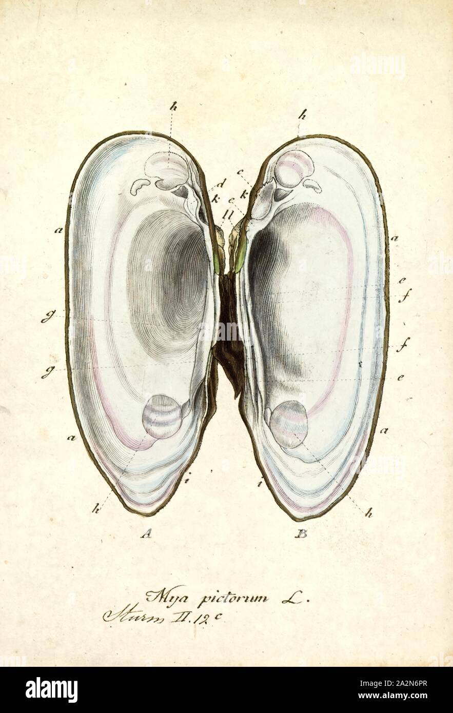 Pictorum hi-res stock photography and images - Alamy