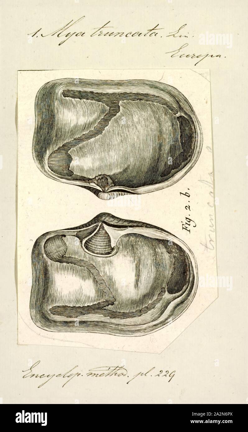 Mya truncata, Print, Mya truncata, common name the blunt gaper or ...