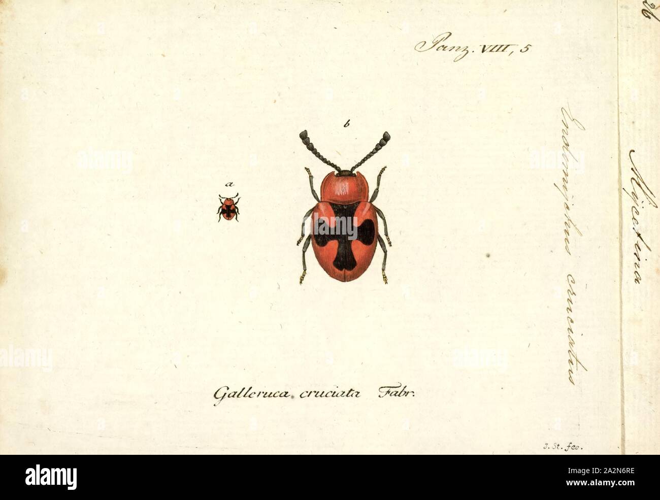 Handsome fungus beetles hi-res stock photography and images - Alamy