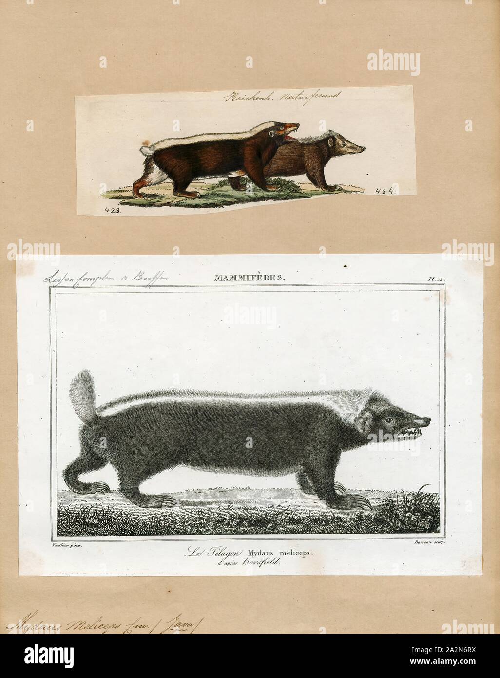 Malay stink badger hi-res stock photography and images - Alamy