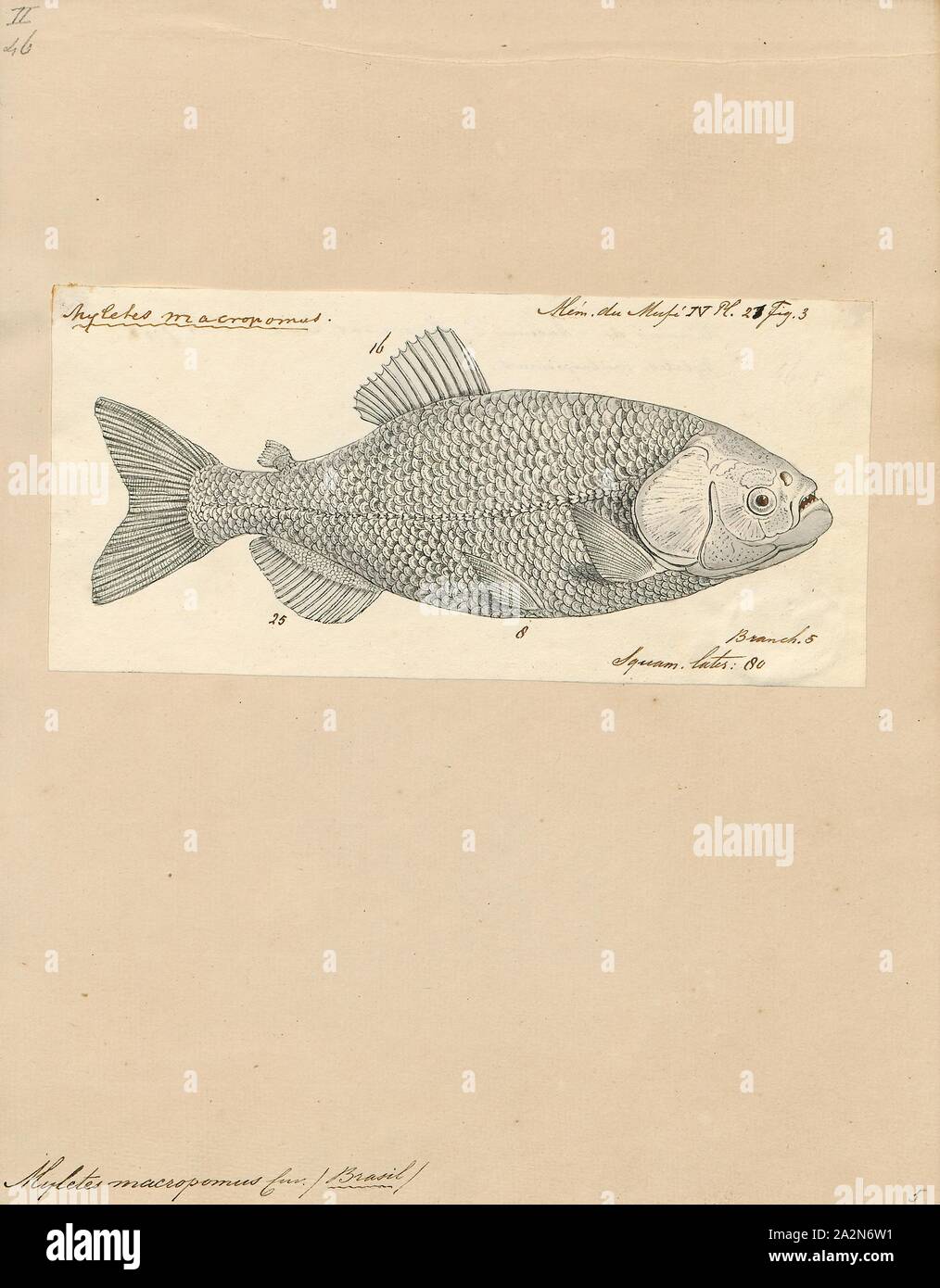 Tambaqui black pacu colossoma macropomum hi-res stock photography and ...