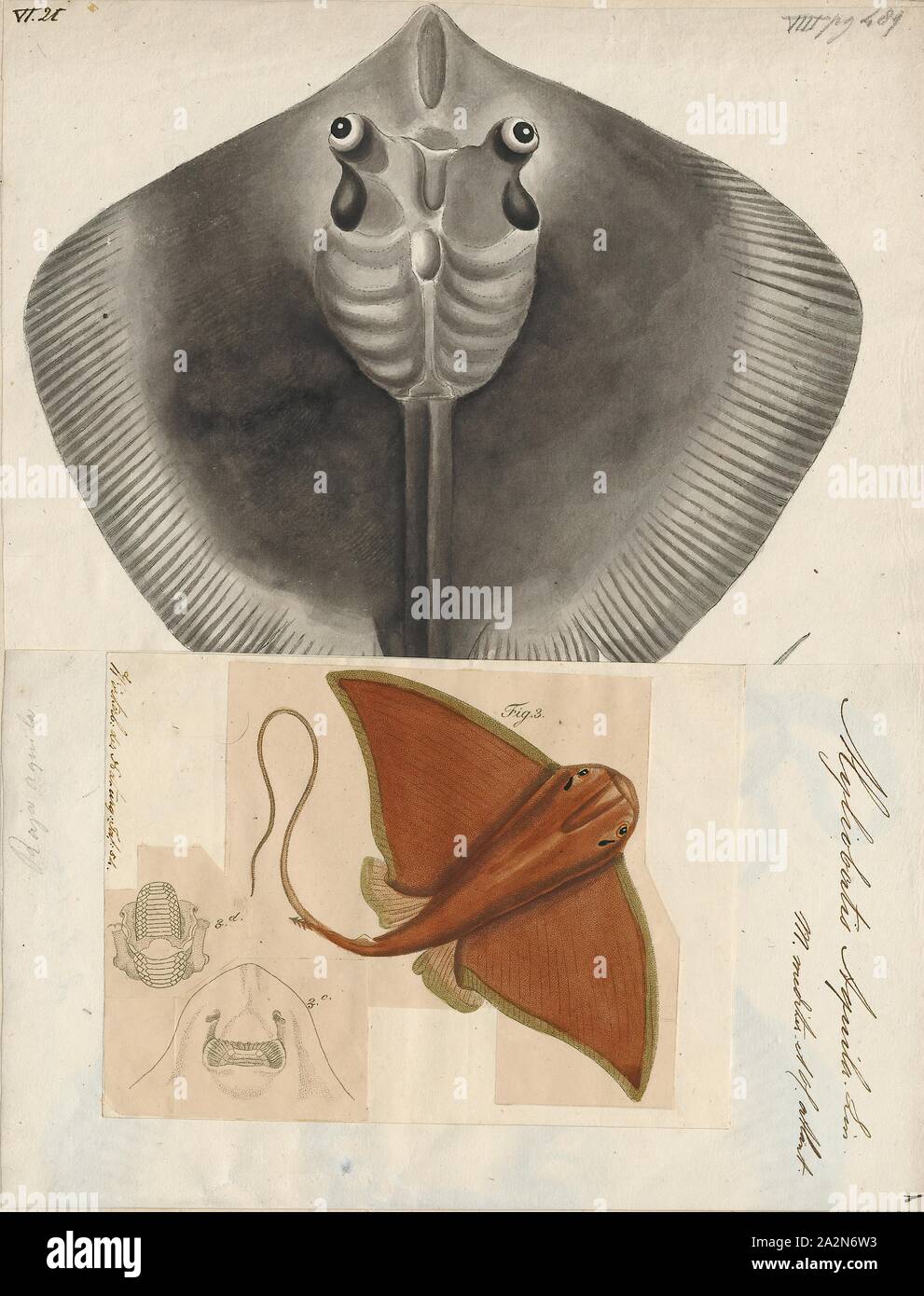 South africa fish species hi-res stock photography and images - Alamy