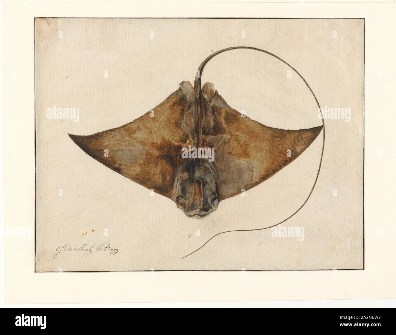 Myliobatis spec hi-res stock photography and images - Alamy