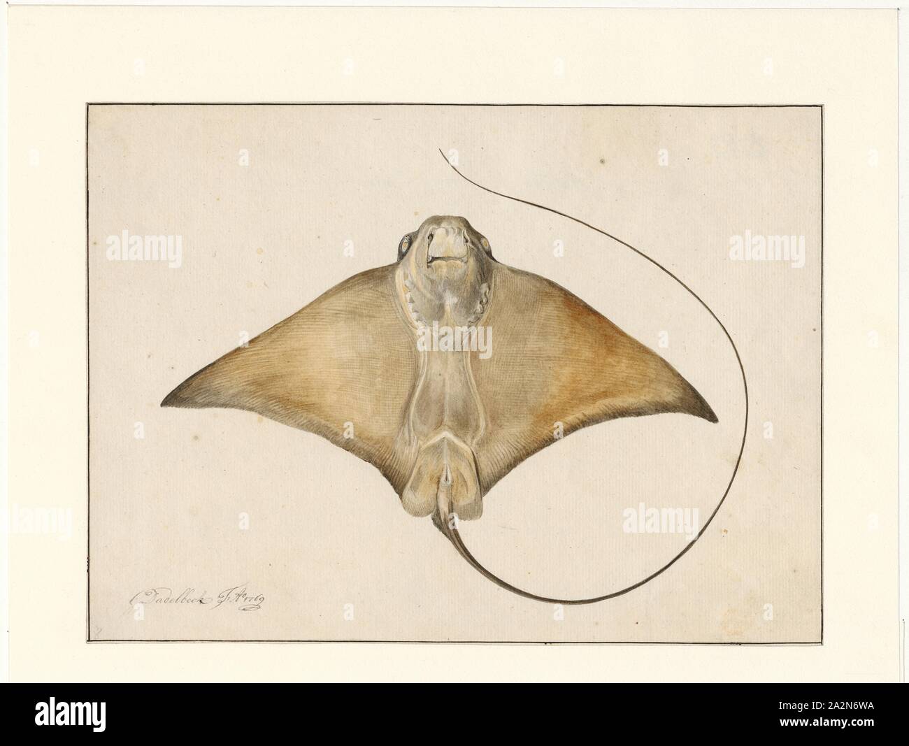 Myliobatis hi-res stock photography and images - Alamy