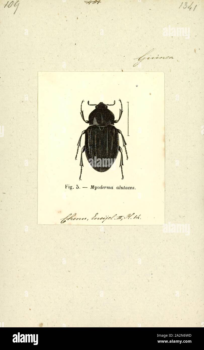 Myoderma hi-res stock photography and images - Alamy