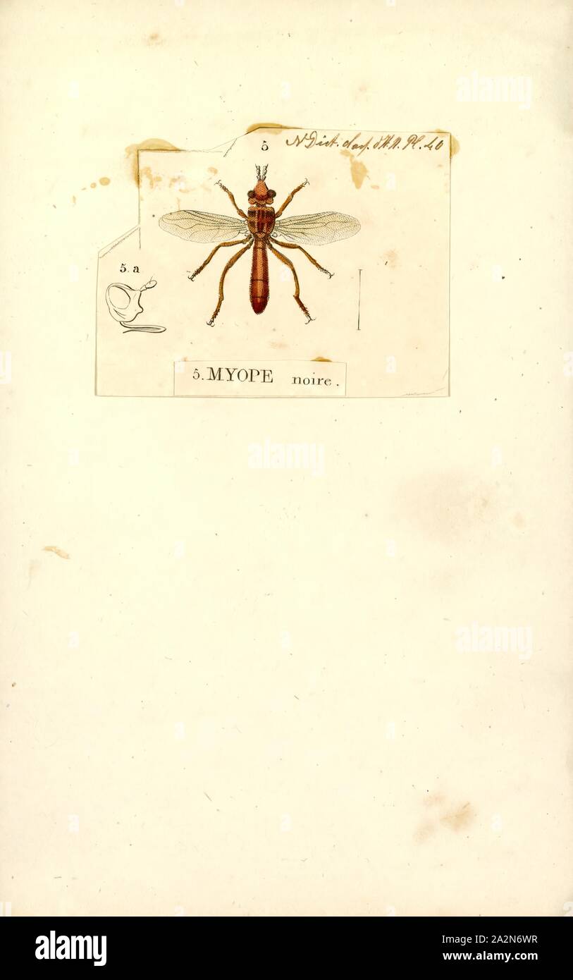 Myopa, Print, Myopa is a genus of flies from the family Conopidae Stock ...