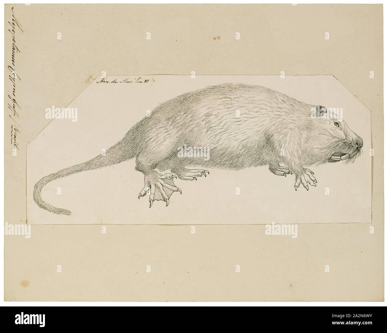 Nutria myocastor coypus is a large Cut Out Stock Images & Pictures - Alamy
