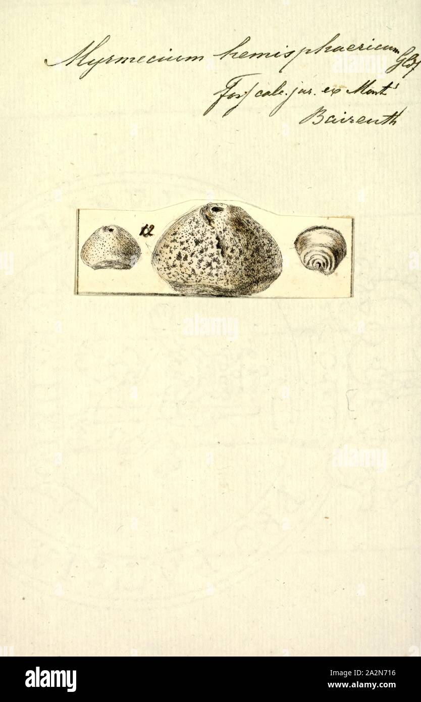 Myrmecium hemisphaericum hi-res stock photography and images - Alamy