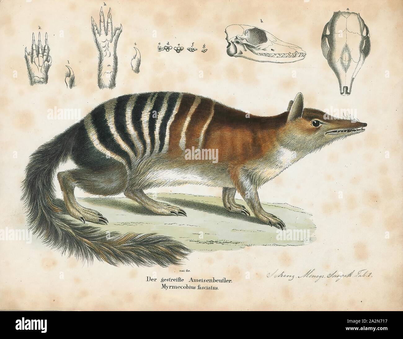 Numbat hi-res stock photography and images - Alamy