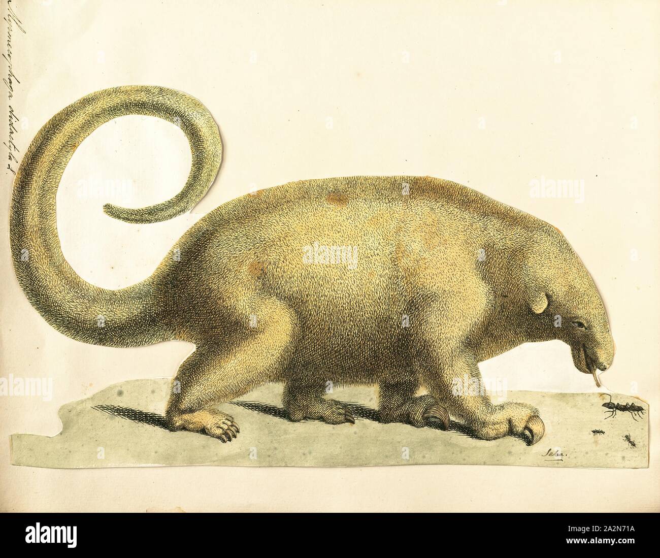 Giant anteater claws hi-res stock photography and images - Alamy