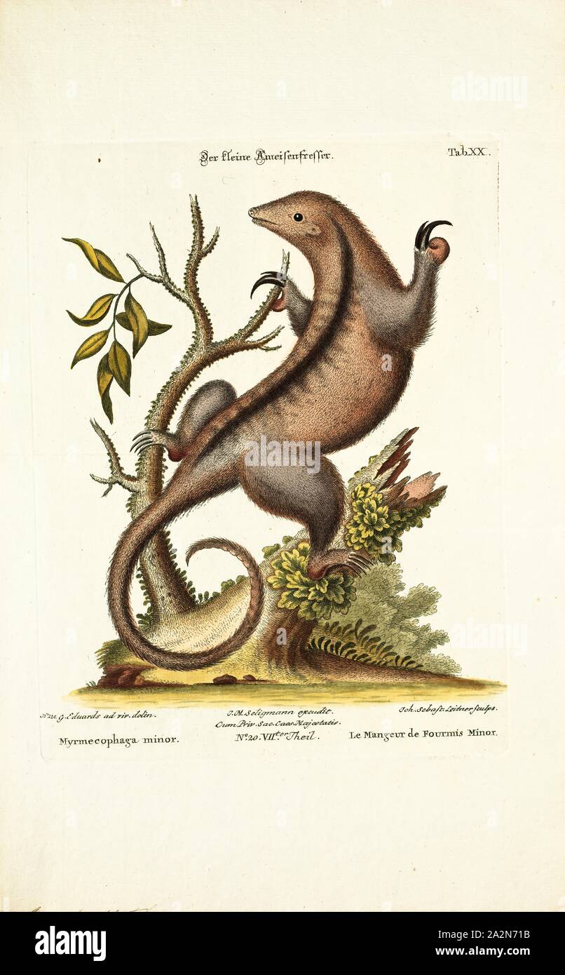 Anteater family hi-res stock photography and images - Alamy