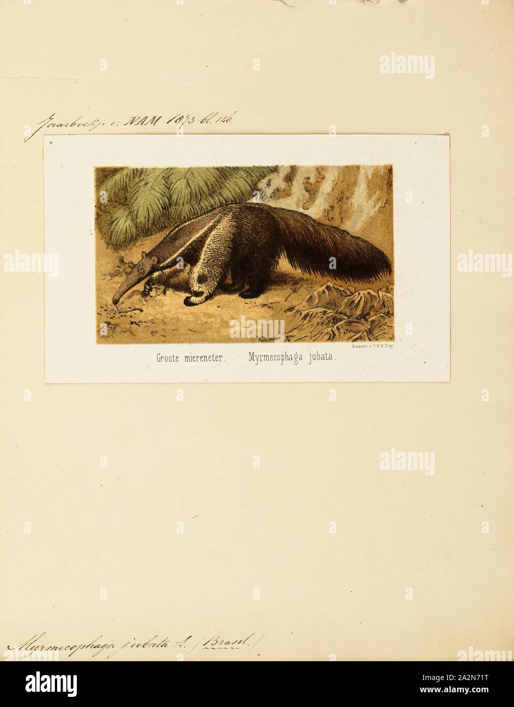 Giant anteater claws hi-res stock photography and images - Alamy