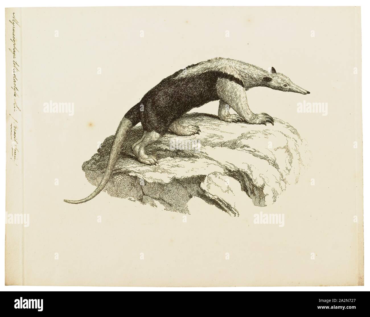 Myrmecophaga tetradactyla, Print, The southern tamandua (Tamandua ...