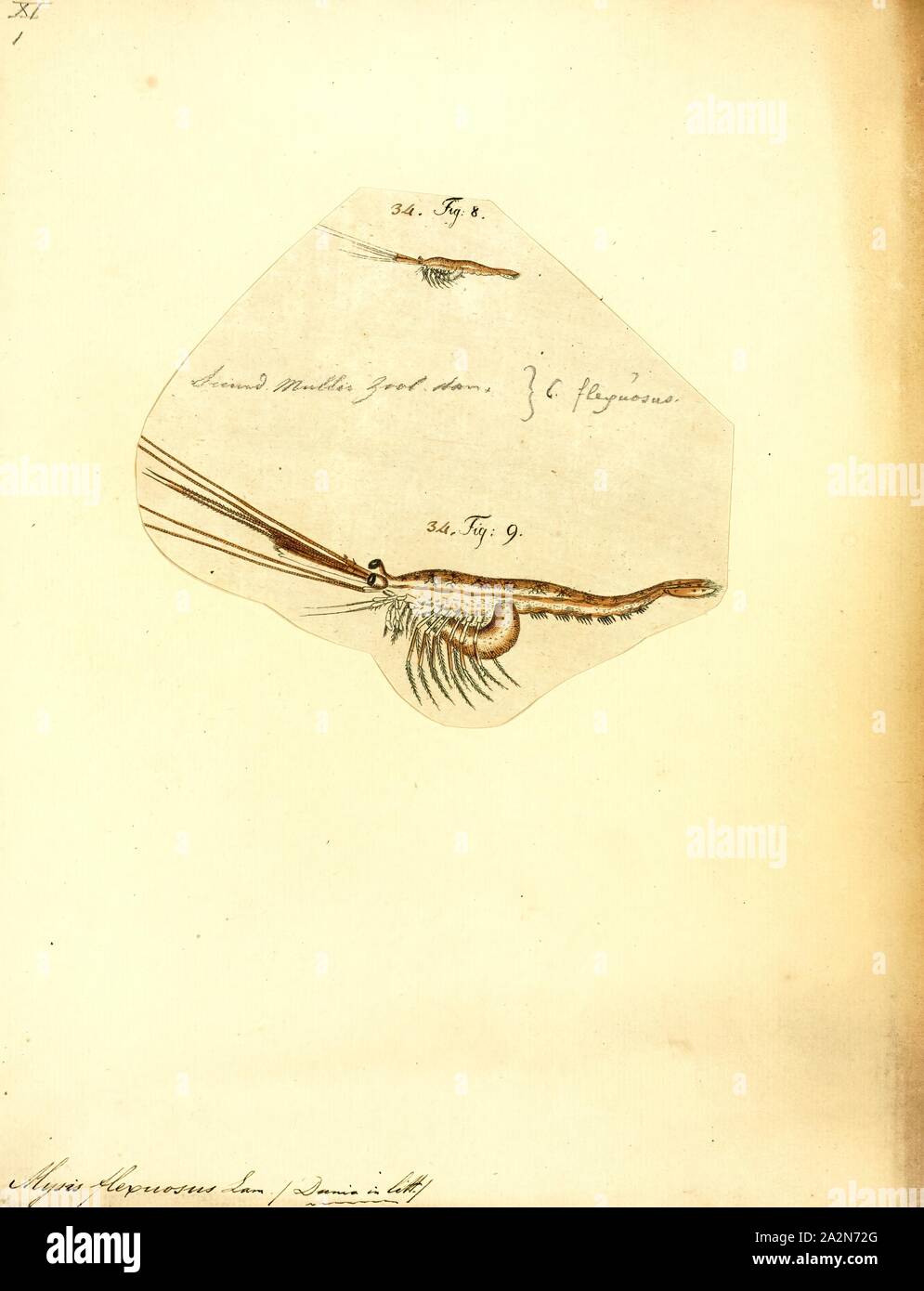 Mysis flexuosus, Print, Mysis is a genus of mysid crustaceans in the ...