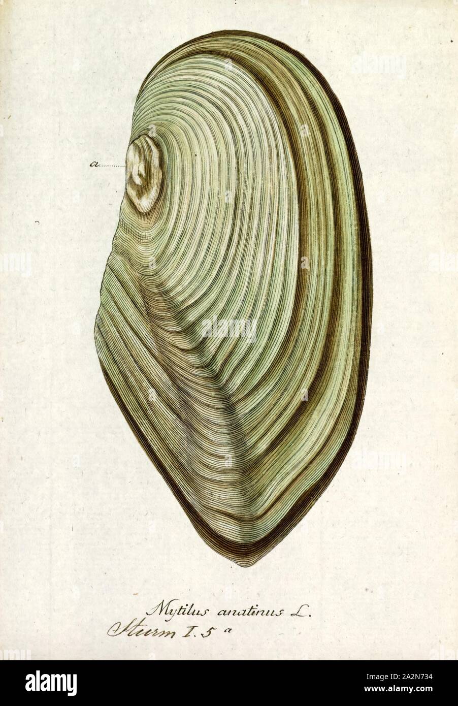 Mytilus anatinus, Print Stock Photo - Alamy