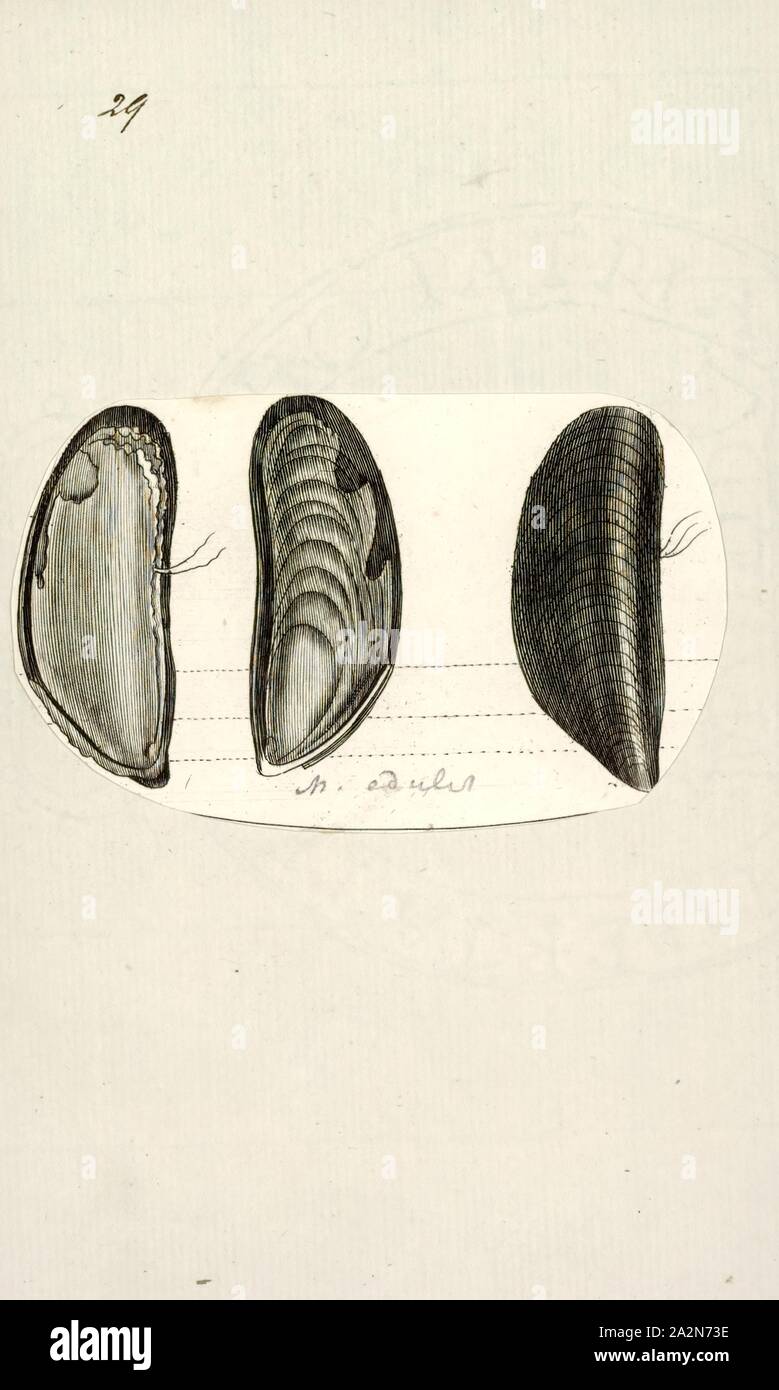Mytilus edulis, Print, The blue mussel (Mytilus edulis), also known as ...