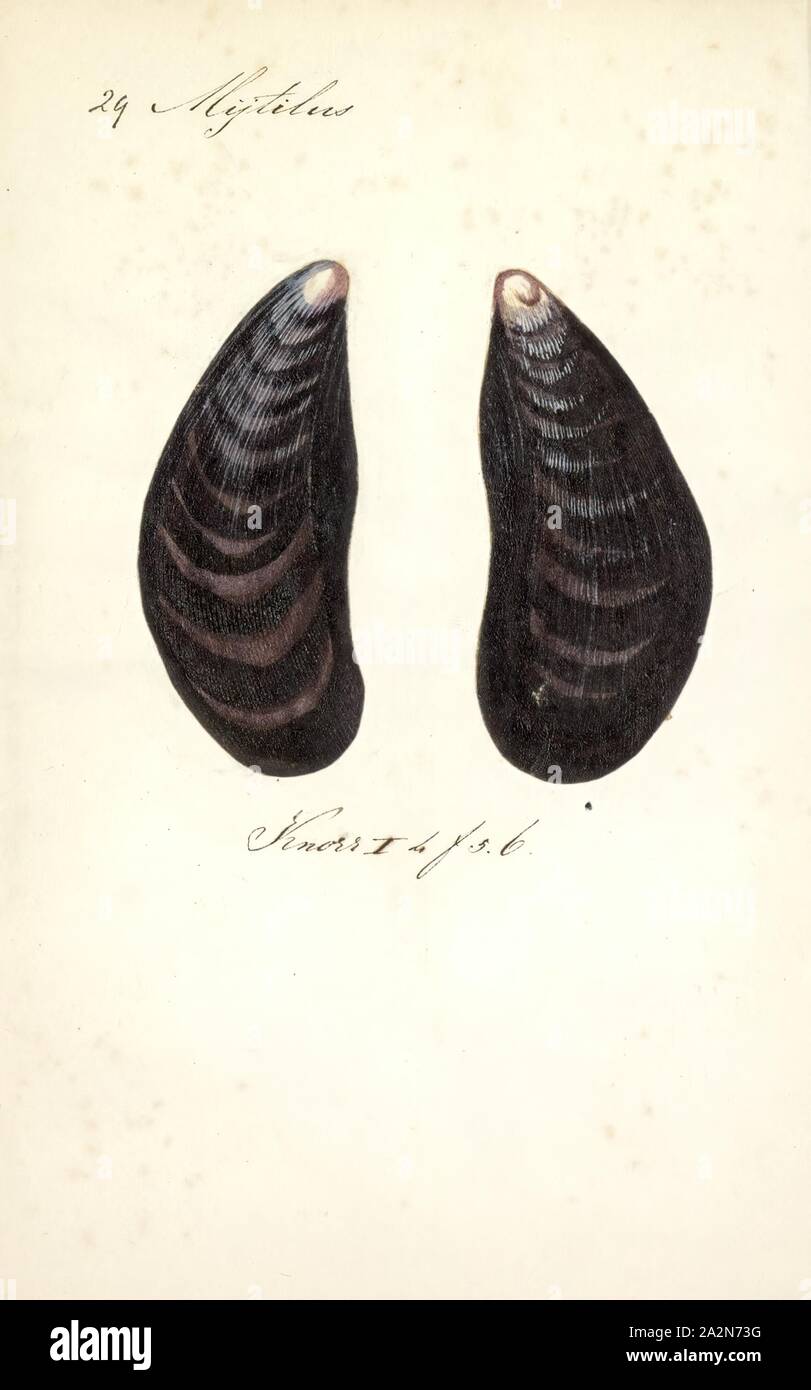 Family mytilidae hi-res stock photography and images - Alamy