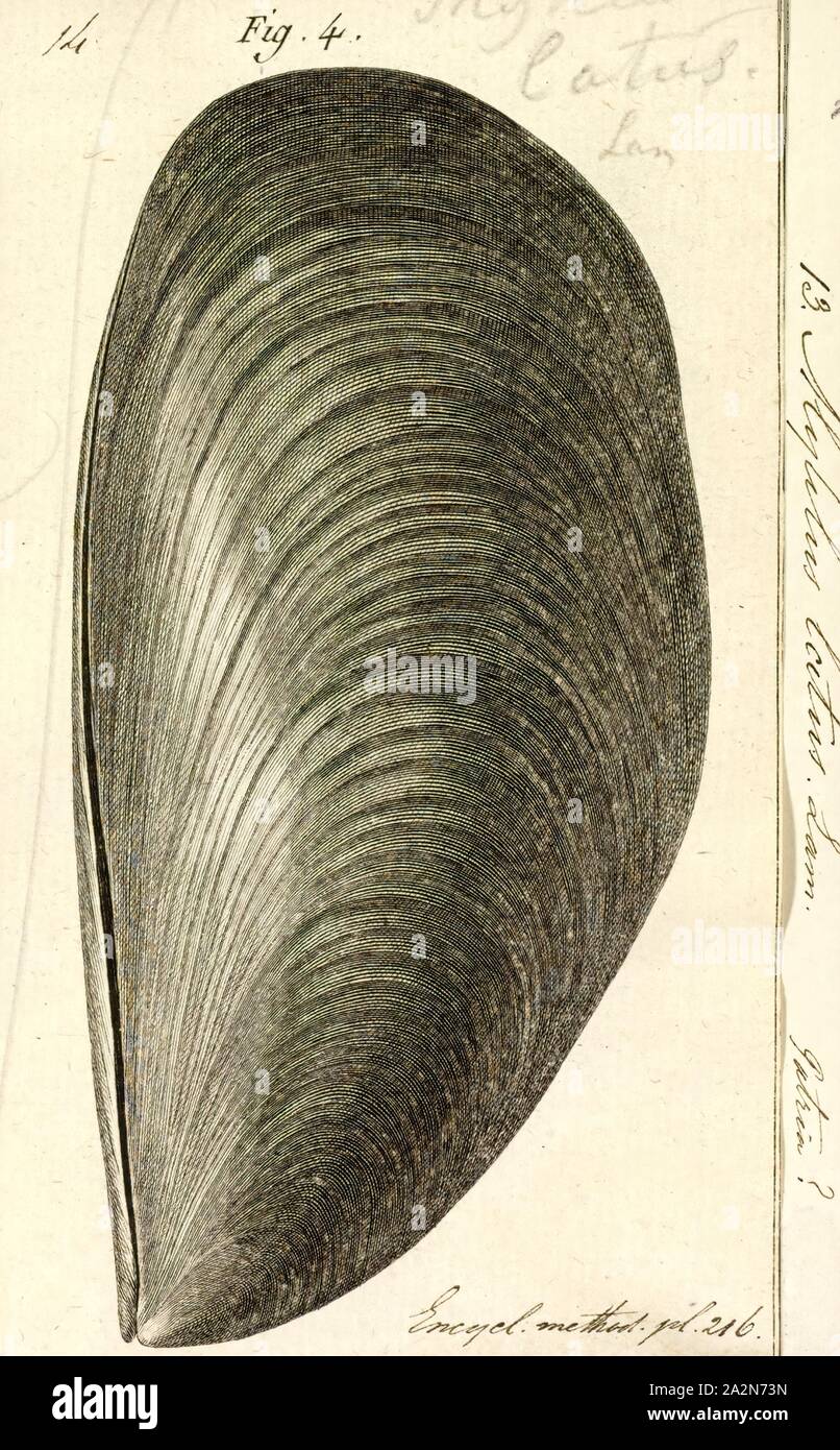 Mytilus latus, Print Stock Photo - Alamy