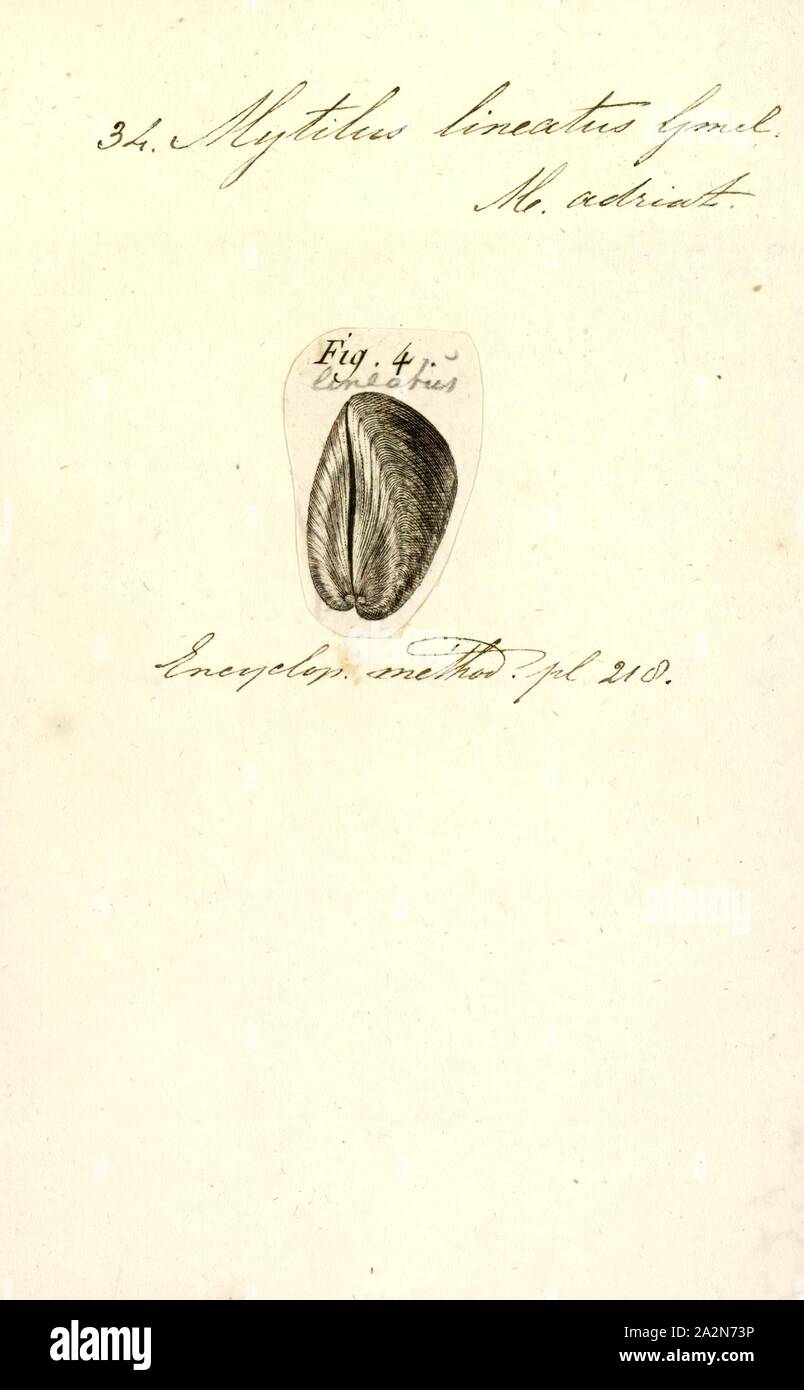 Mytilus lineatus hi-res stock photography and images - Alamy