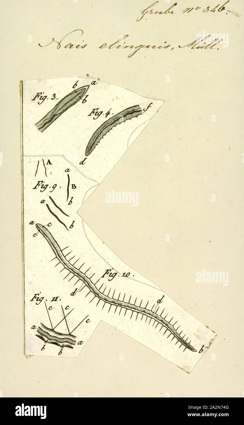 Nais elinguis, Print, Oligochaete worm Stock Photo - Alamy