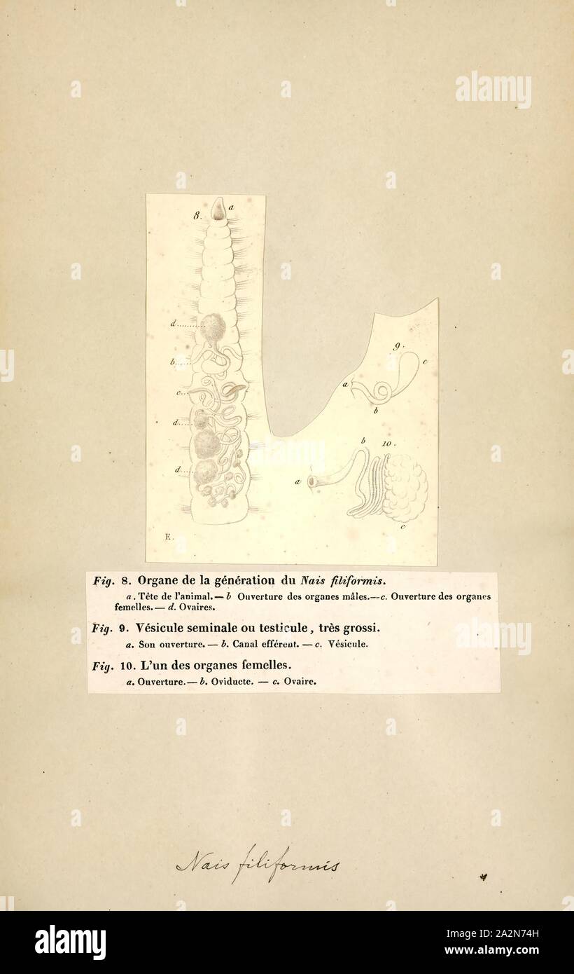 Nais filiformis, Print Stock Photo - Alamy