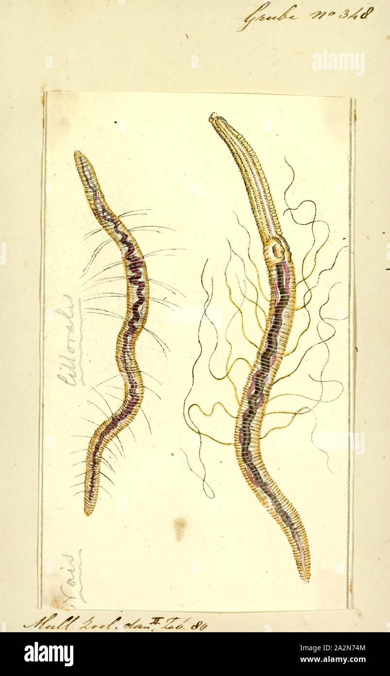 Nais littoralis, Print Stock Photo - Alamy