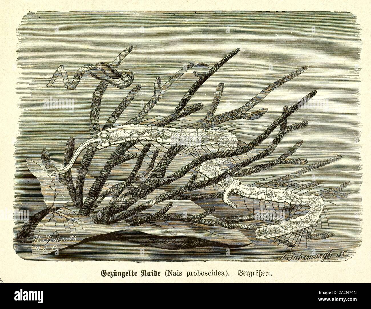 Nais proboscidea, Print Stock Photo - Alamy