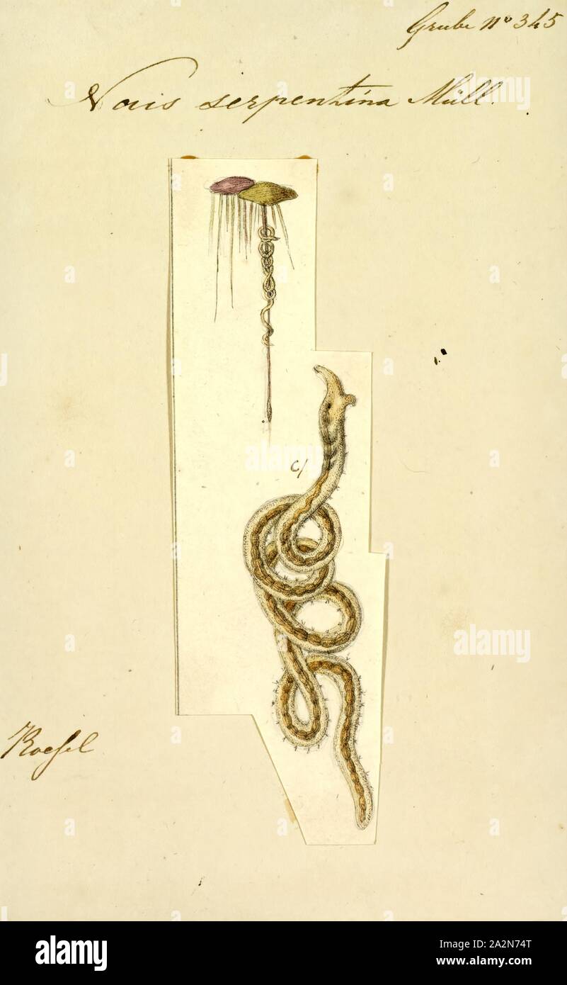 Nais serpentina, Print Stock Photo - Alamy