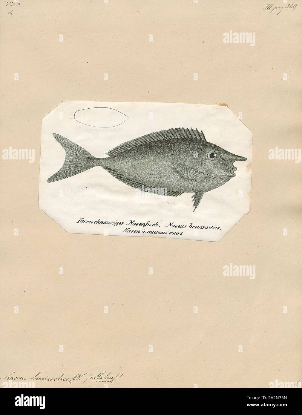 Naseus brevirostris, Print, Naseus is an extinct genus of surgeonfishes ...