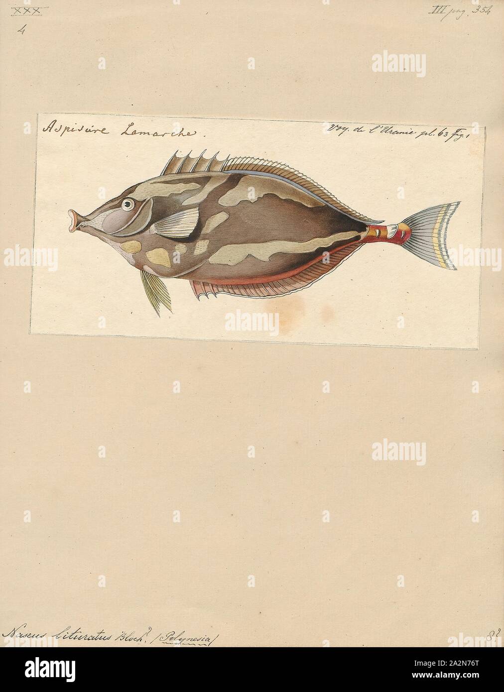 Naseus lituratus, Print, Naseus is an extinct genus of surgeonfishes ...