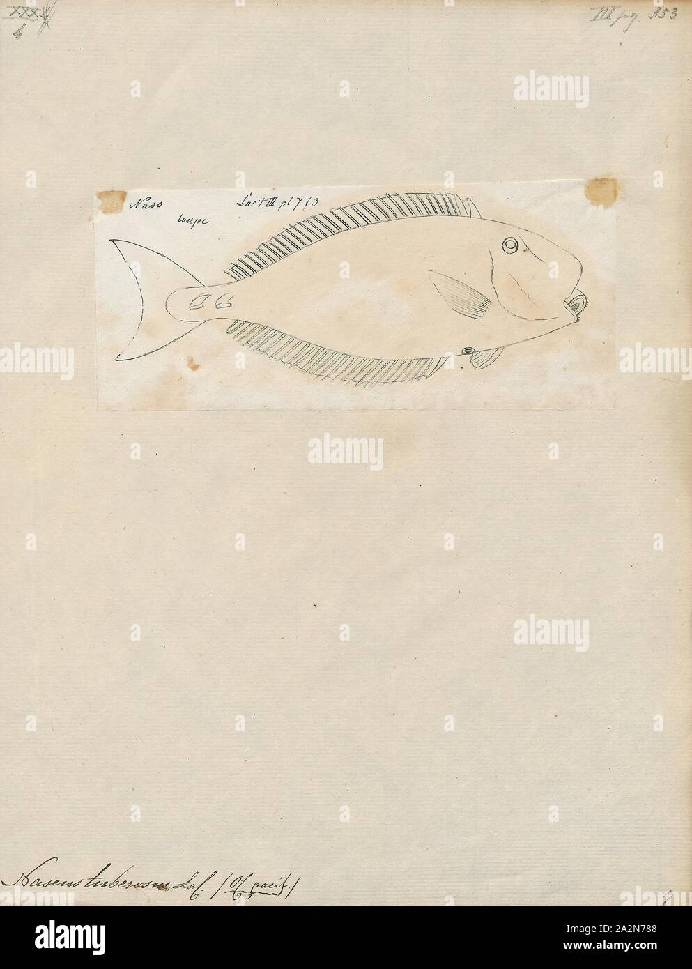 Naseus tuberosus, Print, Naseus is an extinct genus of surgeonfishes ...