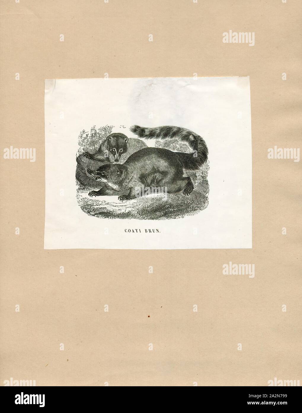 Species include pizote hi-res stock photography and images - Alamy